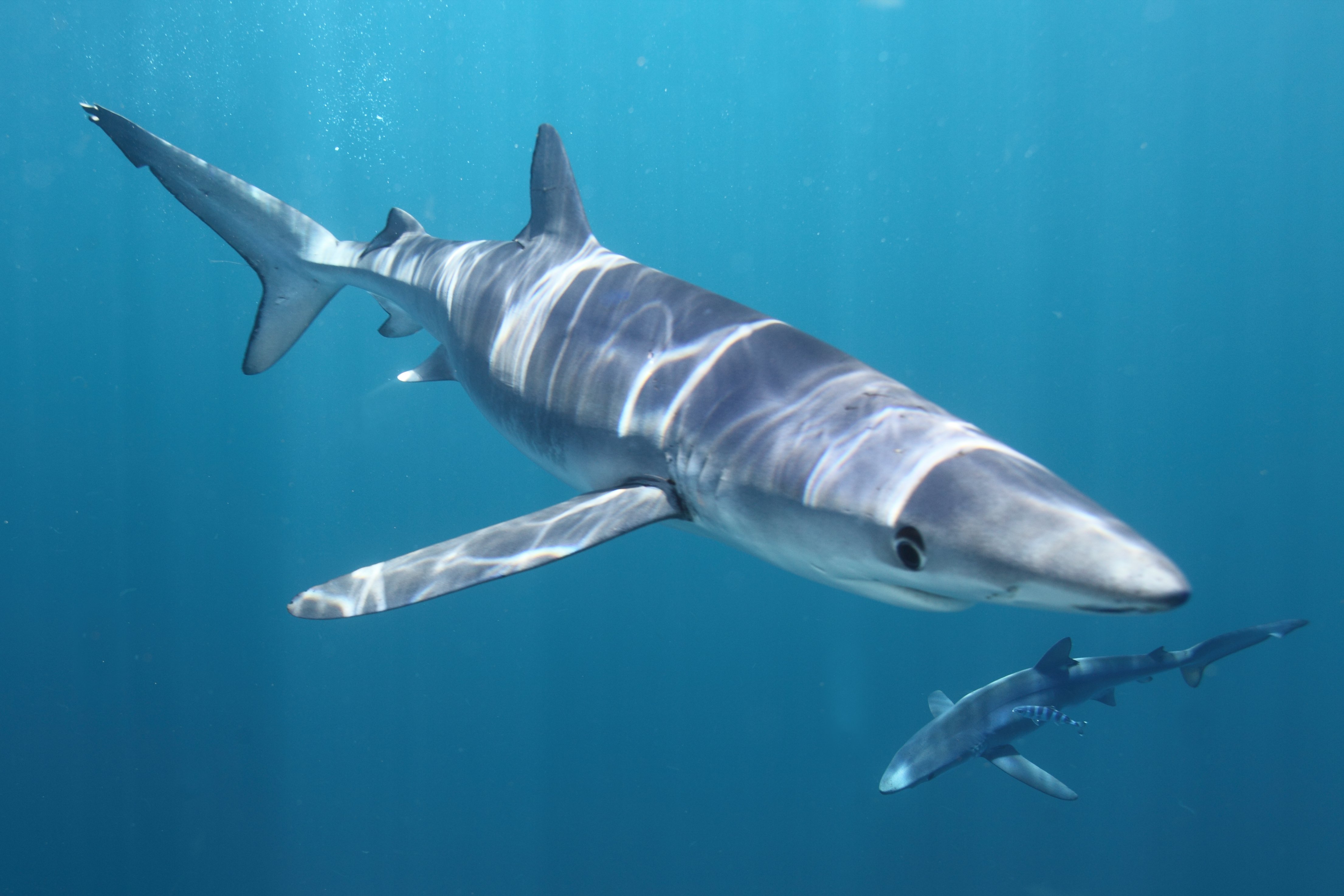 Des requins sur les plages méditerranéennes ? 1jour1actu