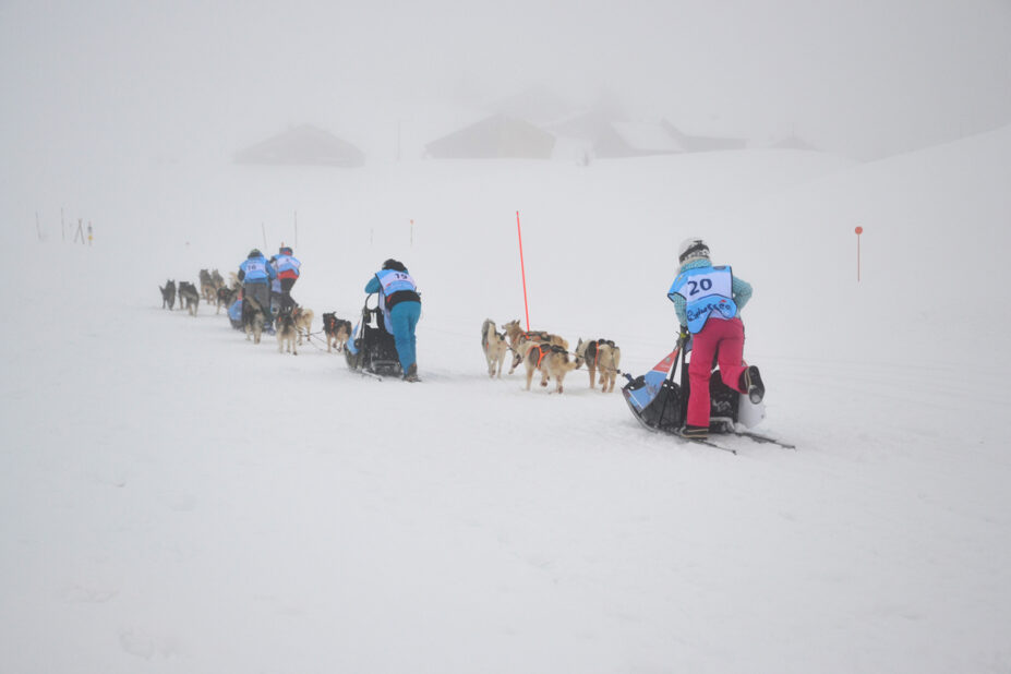 Des enfants ont fait une course de chiens de traîneaux - 1jour1actu.com