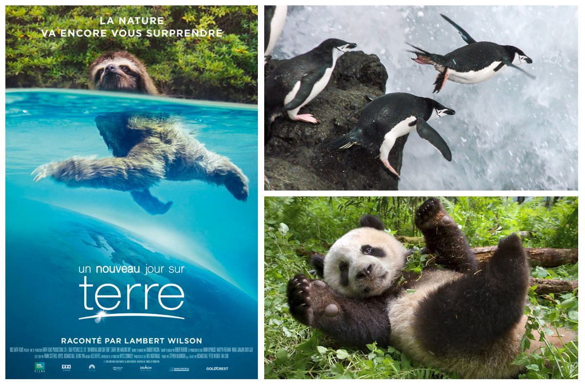 Un nouveau jour sur terre, documentaire animalier, sort au cinéma