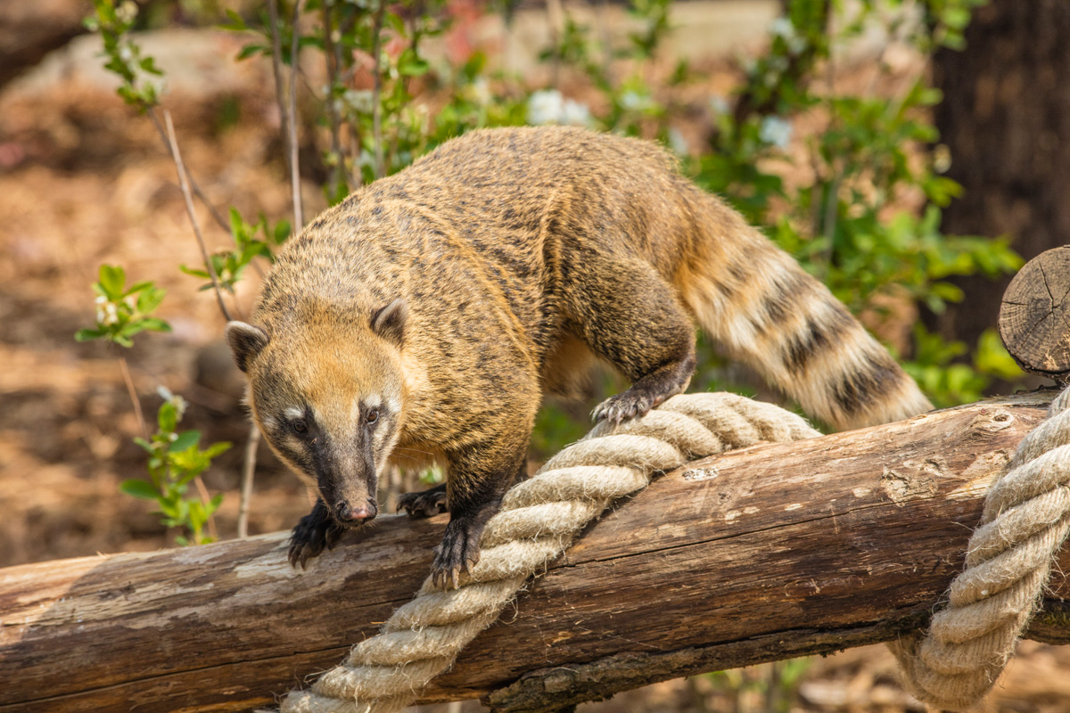 Des coatis à Paris