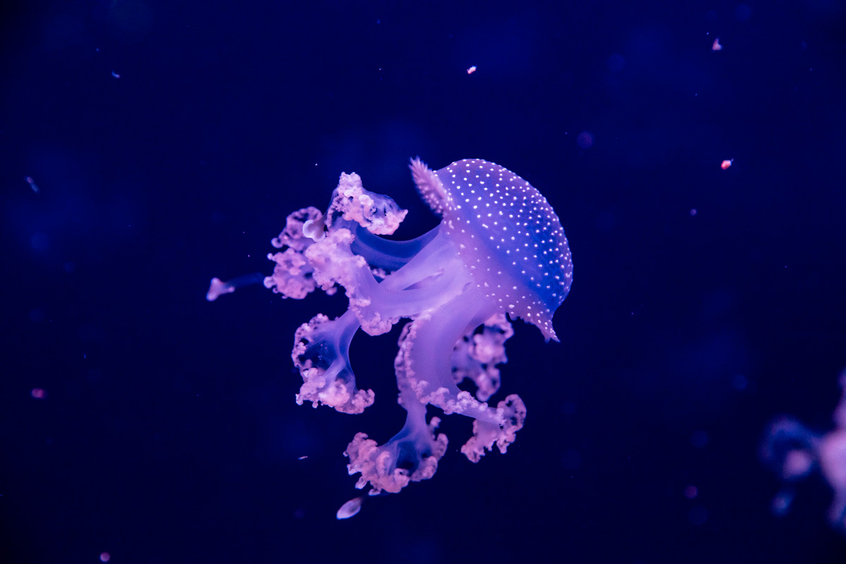 Les méduses, nouvelles stars de l’Aquarium de Paris