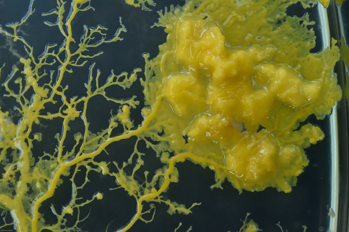 Poisson Blob En Train De Manger Le Blobfish, Un Poisson Vraiment Laid