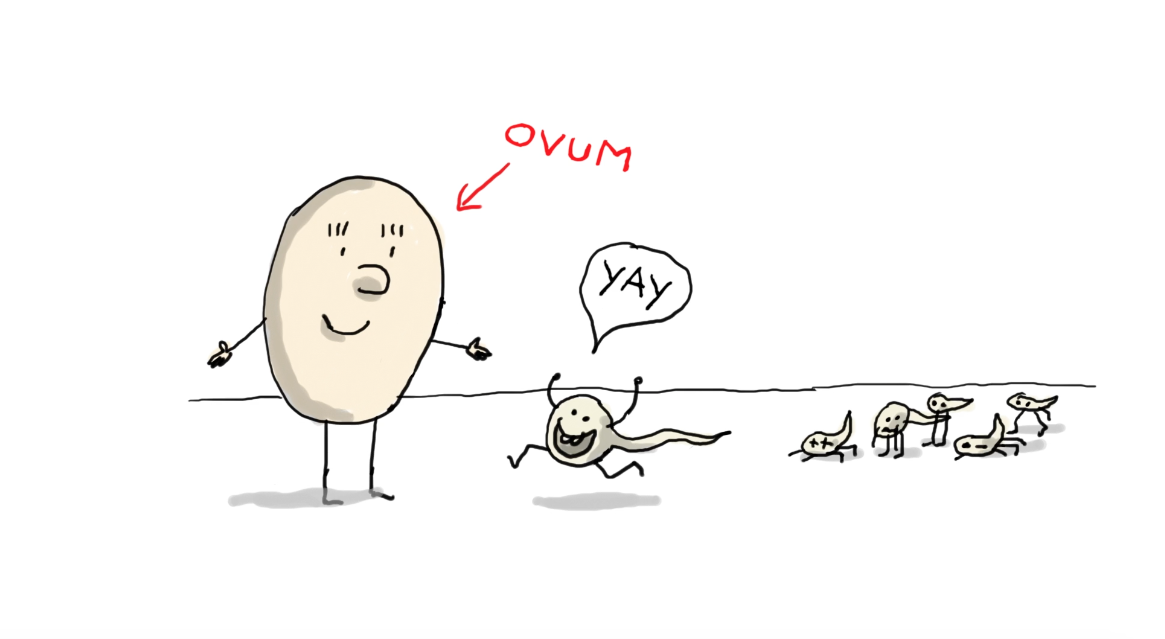 How are babies made? - 1jour1actu.com